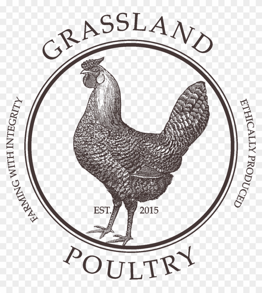 Grassland Poultry - Public Domain Rooster Illustration, HD Png Download ...