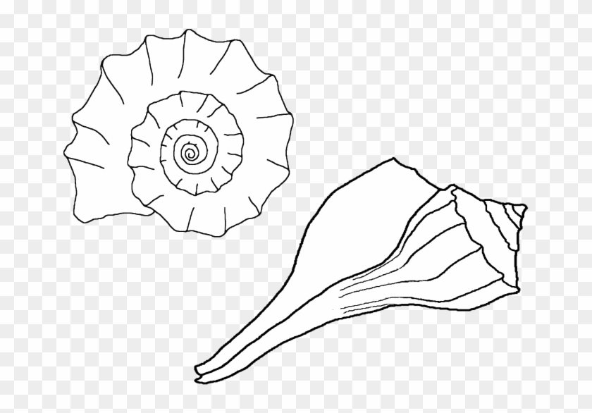 Clipart Library Sea Shells Drawing At Getdrawings Com - Sketch, HD Png ...