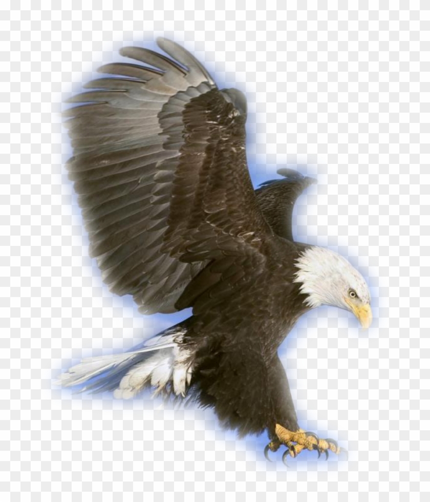 Aigle Royal Png - Eagle In Flight, Transparent Png - 700x911(#2055793 ... Aigle Royal Png - Eagle In Flight, Transparent Png - 700x911(#2055793 ...