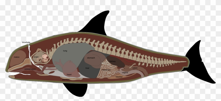 Orca Internal Anatomy - False Killer Whale Anatomy, HD Png Download ...