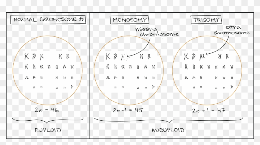Diagram Illustrating Euploidy And Aneuploidy - Circle, HD Png Download ...