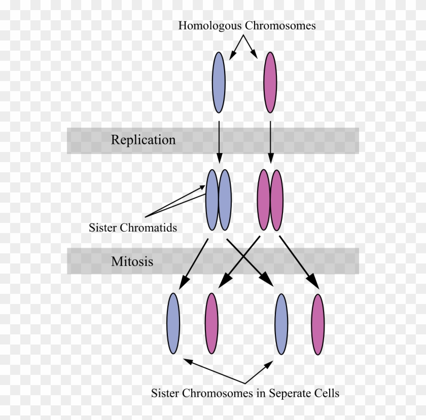 8 Honest Difference Between Chromatid And Chromosome - vrogue.co 8 Honest Difference Between Chromatid And Chromosome - vrogue.co