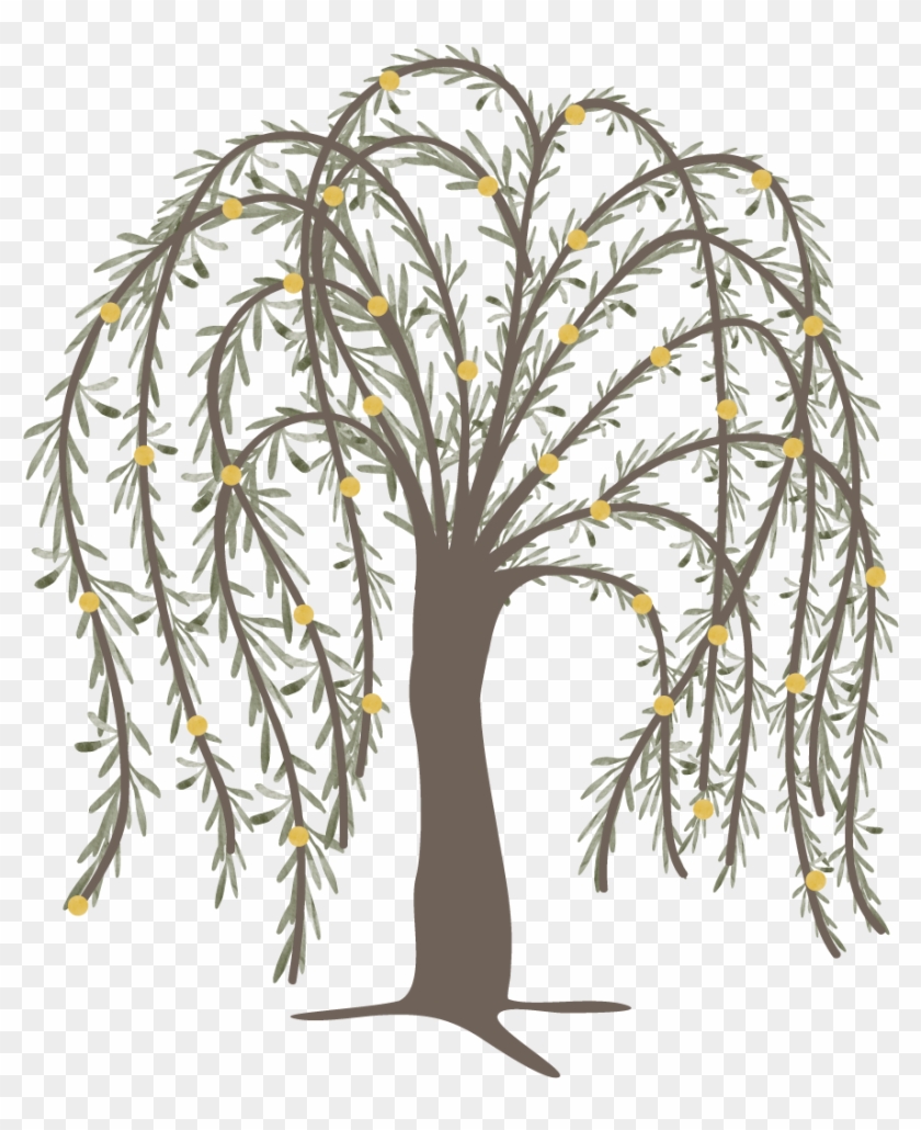 Willow Png, Transparent Png - 896x1071(#2121445) - PngFind Willow Png, Transparent Png - 896x1071(#2121445) - PngFind