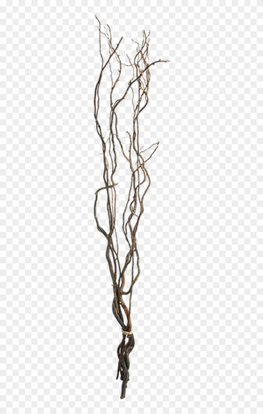 Willow Png, Transparent Png - 300x1268(#2122011) - PngFind