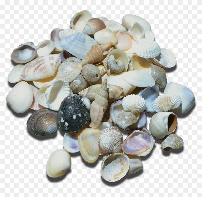 Mixed Seashells, Assorted Craft Shells Mix Small - Pebble, HD Png ...