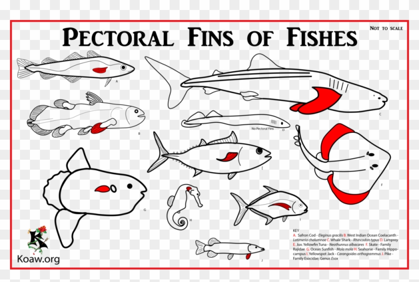 Pectoral Fins With Multiple Species - Types Of Pectoral Fins, HD Png ...