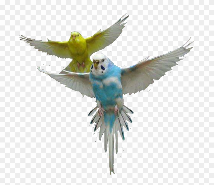 Parakeet Clipart Bird Fly - Budgie Flying Png, Transparent Png ...