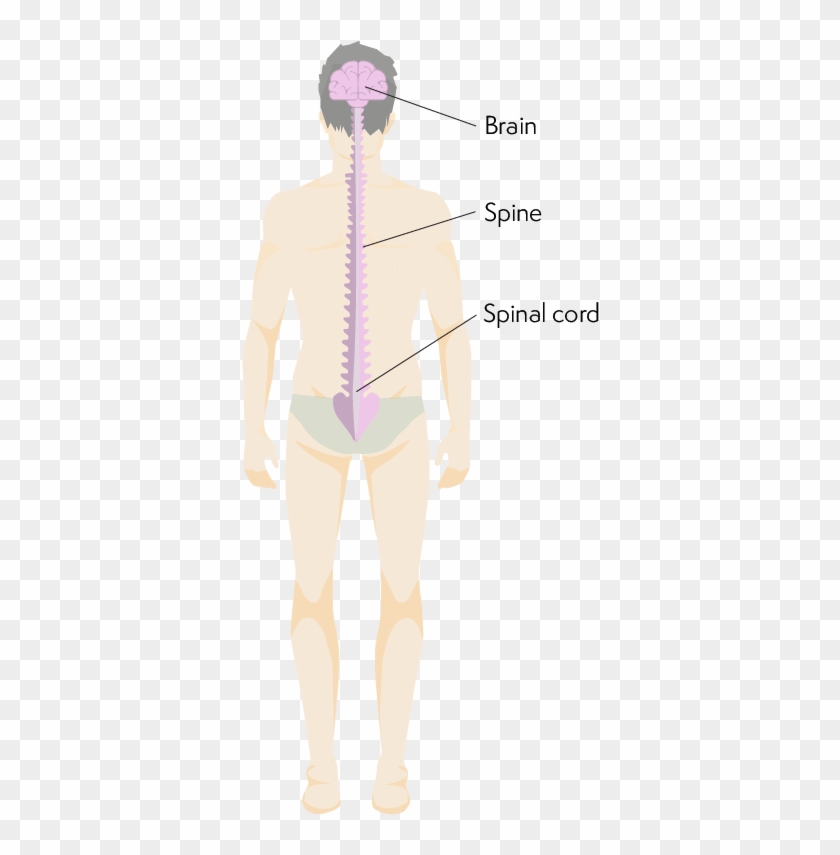Body From The Back Showing Location Of Brain And Spinal - Standing, HD ...