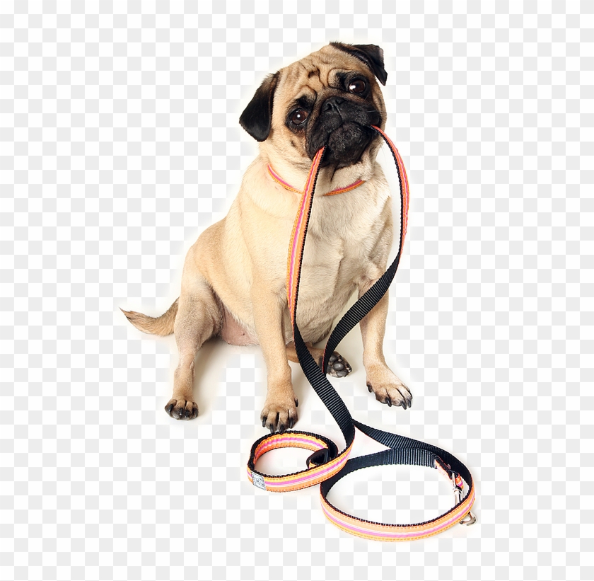 Dog Walk Png - Dog Ready For Walk, Transparent Png - 539x741(#2142714 ...