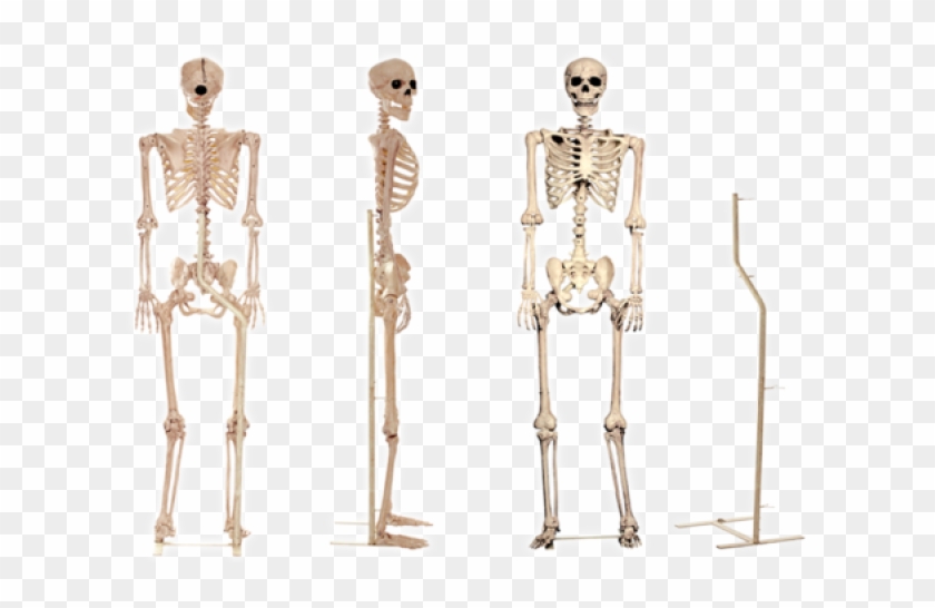 Standing Skeleton Png, Transparent Png - 640x480(#2149891) - PngFind