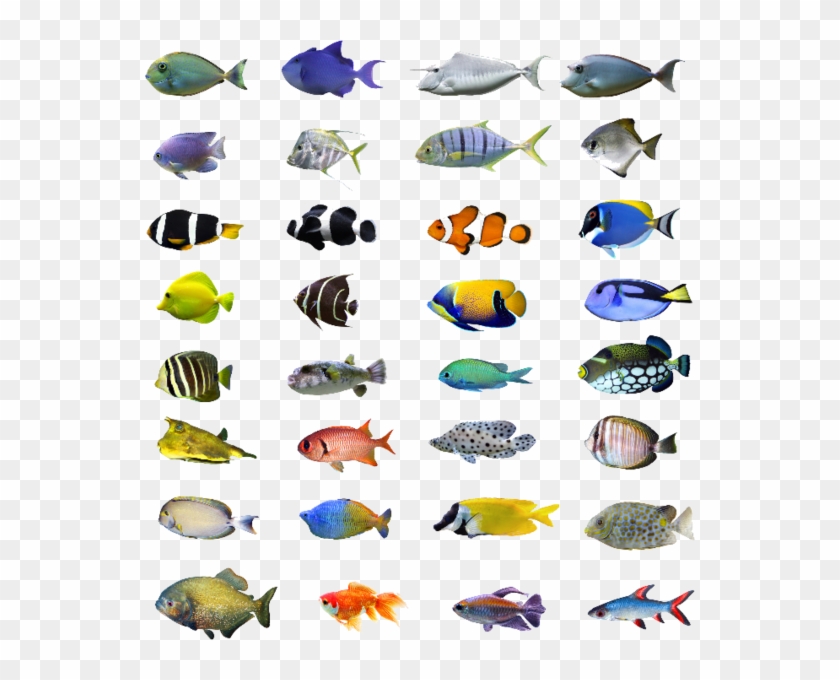 Tropical Fish - Tropical Fish In Bali, HD Png Download - 550x600 ...