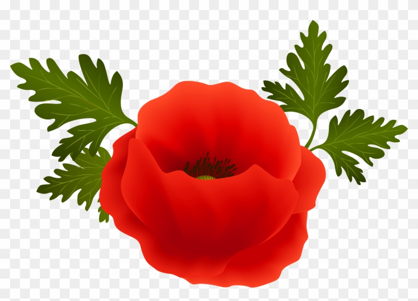 Transparent Background Poppy Png, Png Download - 8000x5381(#221656 ...