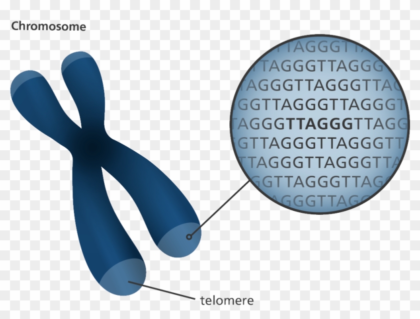 Illustration Showing The Position Of Telomeres At The - Chromosome ...