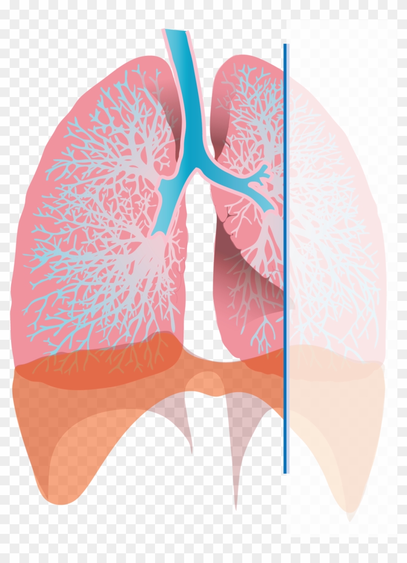 Exhaling Lungs , Png Download - Diagram Of Inhalation, Transparent Png ...