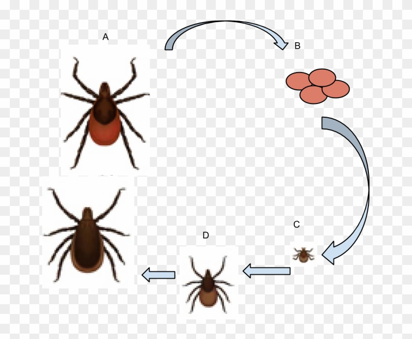 Deer Tick Life Cycle -4 - Ixodes Scapularis Deer Tick, HD Png Download ...