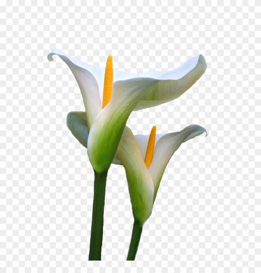 Transparent Stock Marcos Gratis Para Fotos Flor Alcatraz - Alcatraz ...