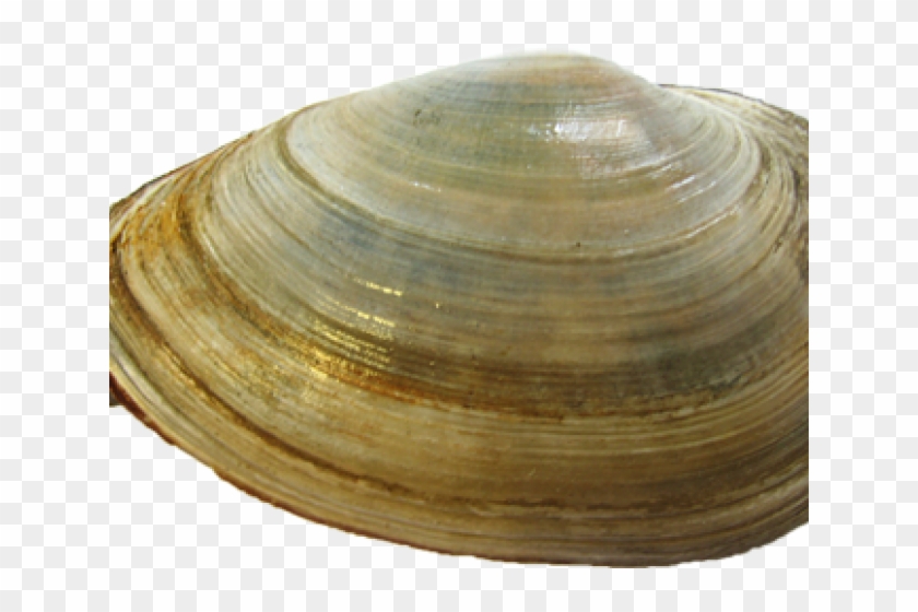Clam Png, Transparent Png - 640x480(#2294814) - PngFind