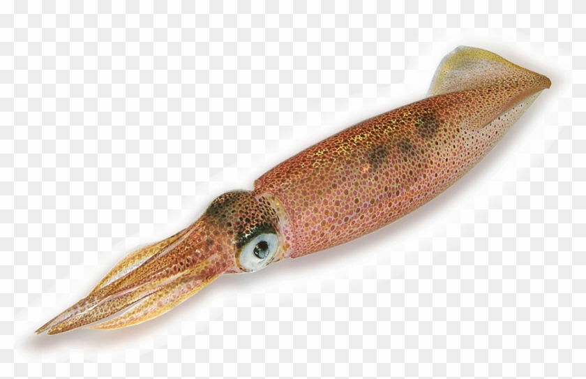 Squid Png Vectors - Squid, Transparent Png - 1000x600(#231808) - PngFind