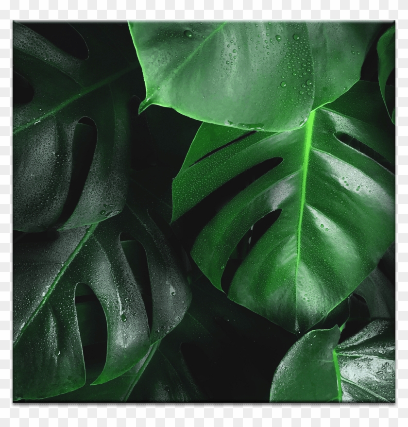 Leafy Green - 叢林 植物, HD Png Download - 900x900(#232835) - PngFind