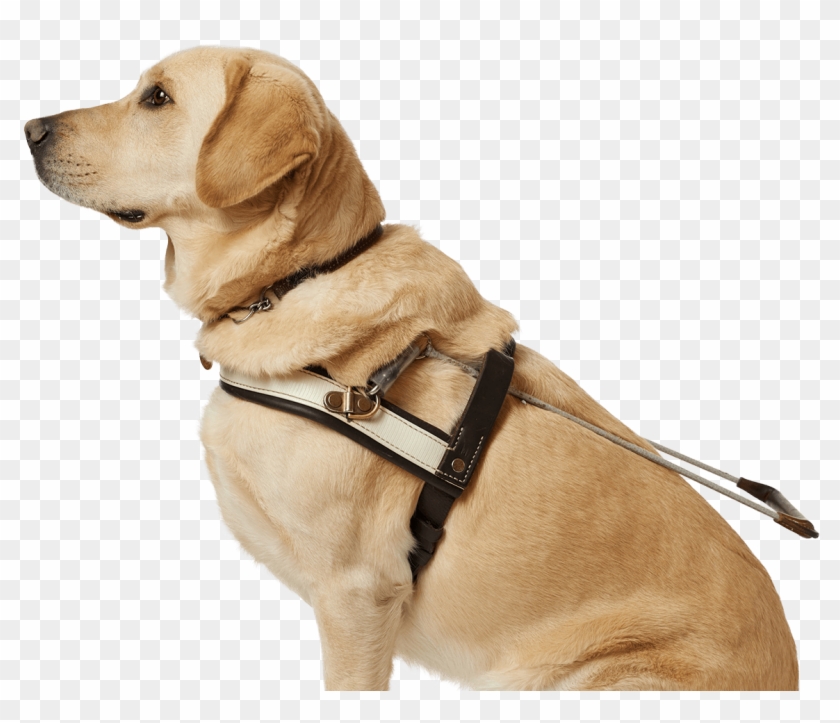 Service Dog Transparent Background, HD Png Download - 1151x937(#2306121 ...