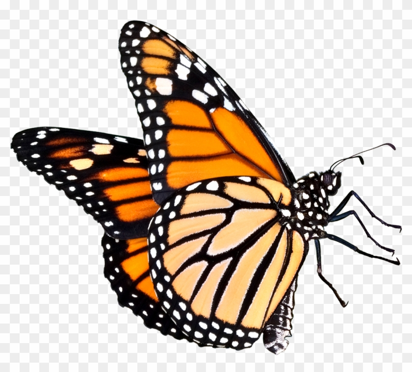 Download Png Balloon Image - Butterfly Png, Transparent Png - 1100x955 ...