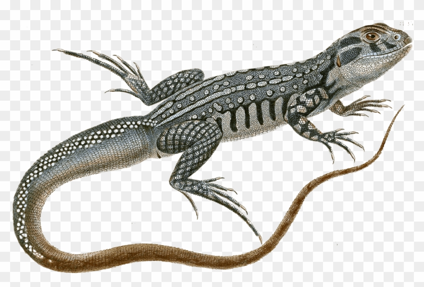 Download Lizard Png Transparent Images Transparent - Lizard Images Of ...