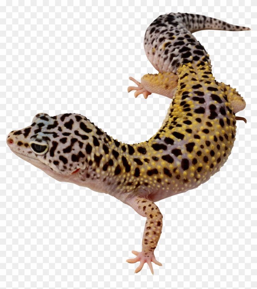 Leopard Gecko Transparent Background, HD Png Download - 2066x2226 ...
