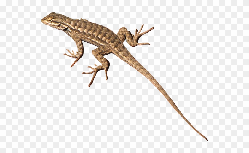 Lizard Transparent Png - Lizard Transparent, Png Download - 650x519 ...