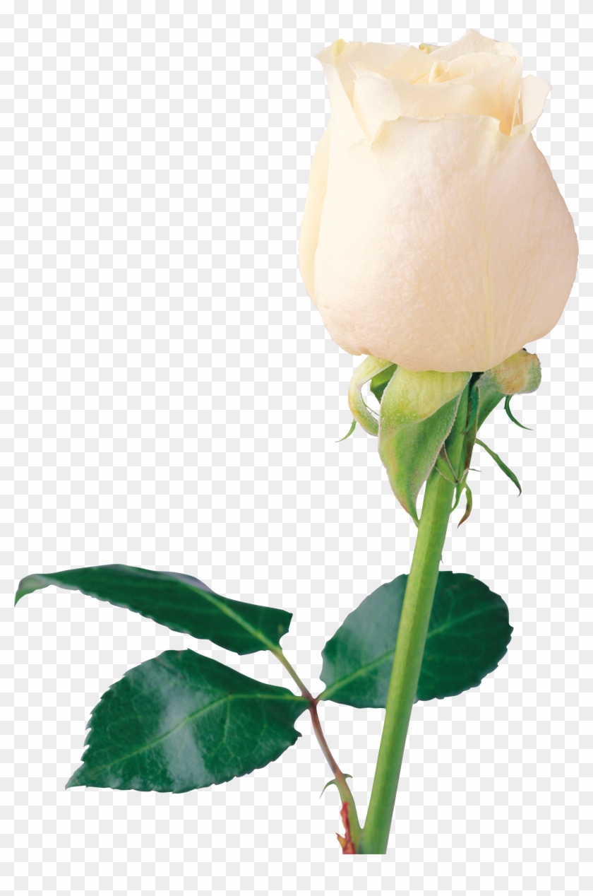 White Rose Png Image, Flower White Rose Png Picture - Single White Rose ...