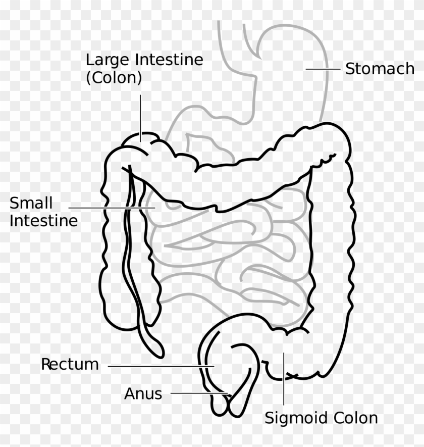 Human At Getdrawings Com - Large Intestine Diagram Simple, HD Png ...