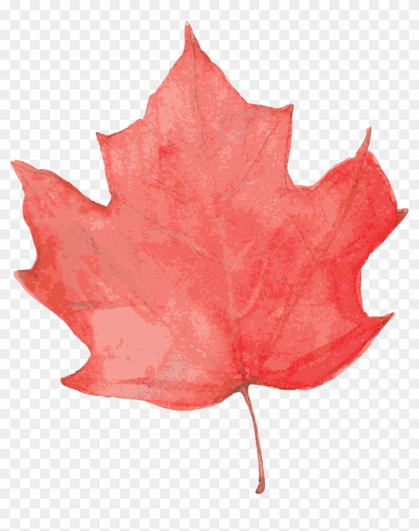 Cartoon Maple Leaf Transparent, HD Png Download - 1024x1024(#2417444 ...