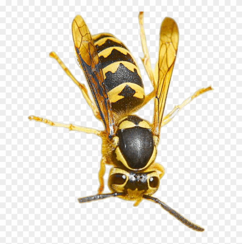 Wasp Png Pic - True Wasps, Transparent Png - 650x764(#2418656) - PngFind
