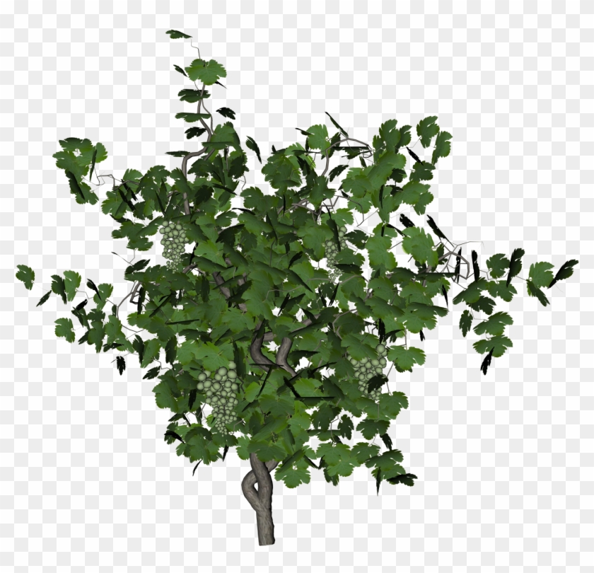 Grapes Tree Png - Grape Vine Png, Transparent Png - 1500x1500(#253601) - PngFind