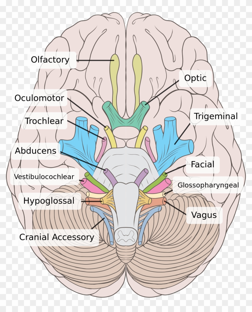 Bird Brain Diagram