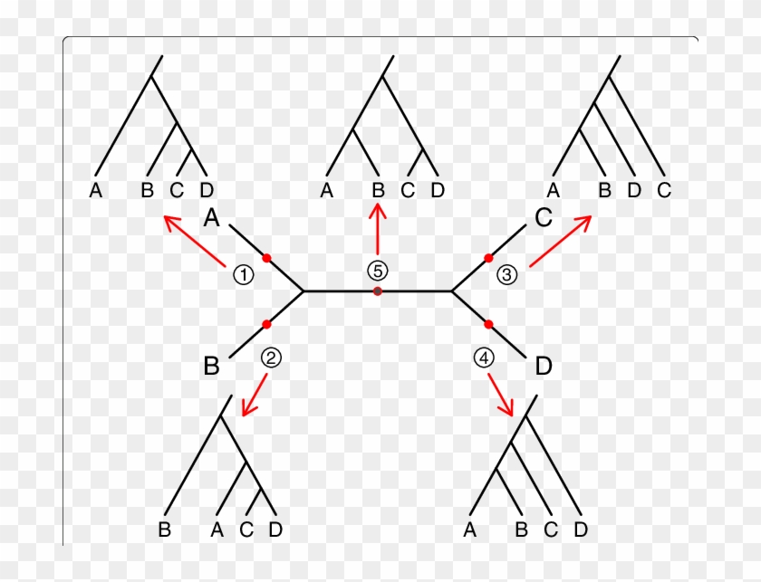 Example Species Trees - Unrooted Tree Of 5 Species, HD Png Download ...