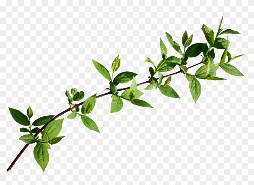 Ramas Png, Transparent Png - 800x532(#2517874) - PngFind