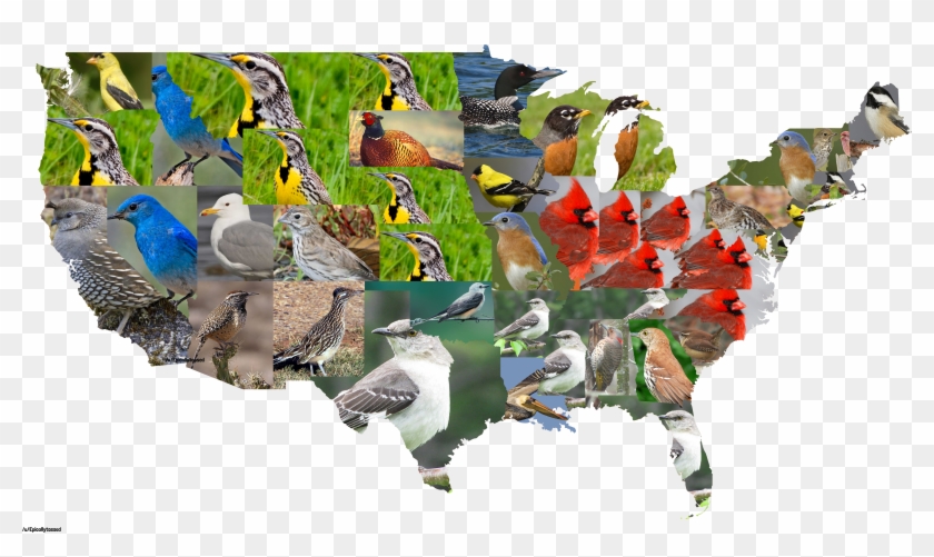 State Birds Of The Contiguous United States [oc] Mapporn, HD Png ...