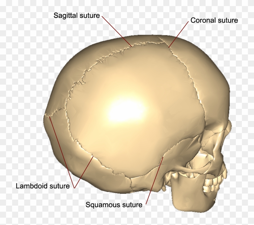 11 The Cranial Sutures - Squamous Sutures Of The Skull, HD Png Download ...