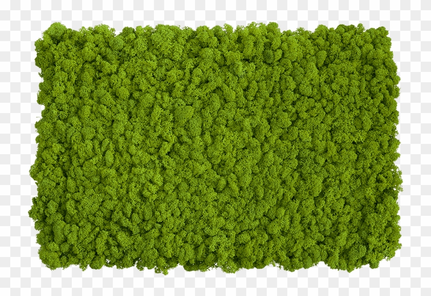 Moss Wall Png, Transparent Png - 750x511(#2534274) - PngFind