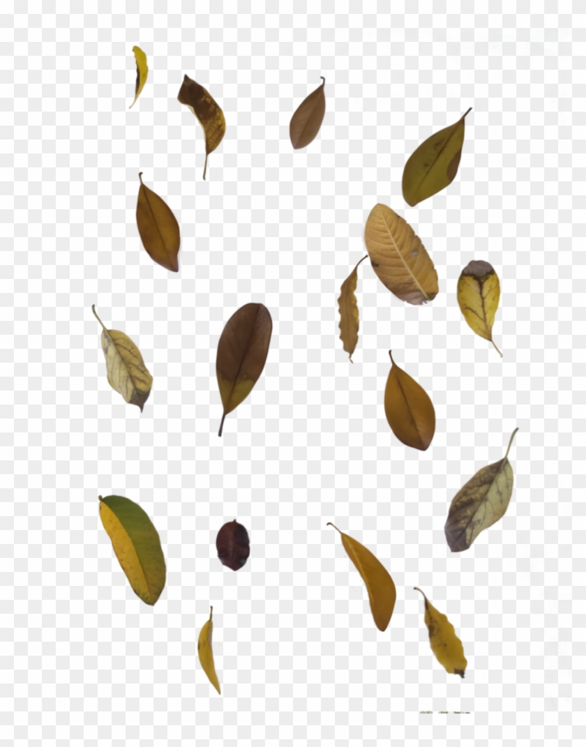 Falling Autumn Leaves Transparent Images - Leaf Overlay Transparent, HD ...