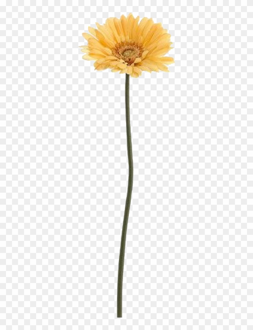 Pngs For Moodboards - Single Flower In A Vase, Transparent Png ...