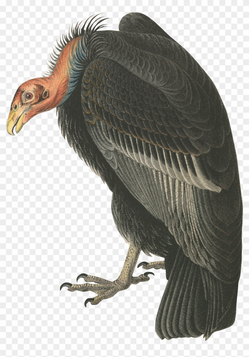 Andean Condor Cartoon