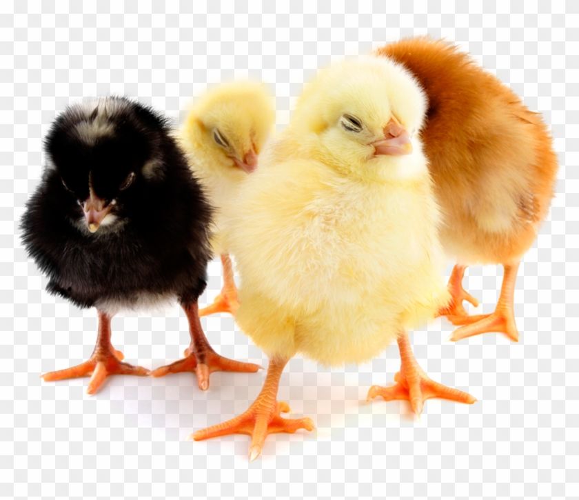 Chicks - Day Old Chicks Png, Transparent Png - 800x645(#2638141) - PngFind