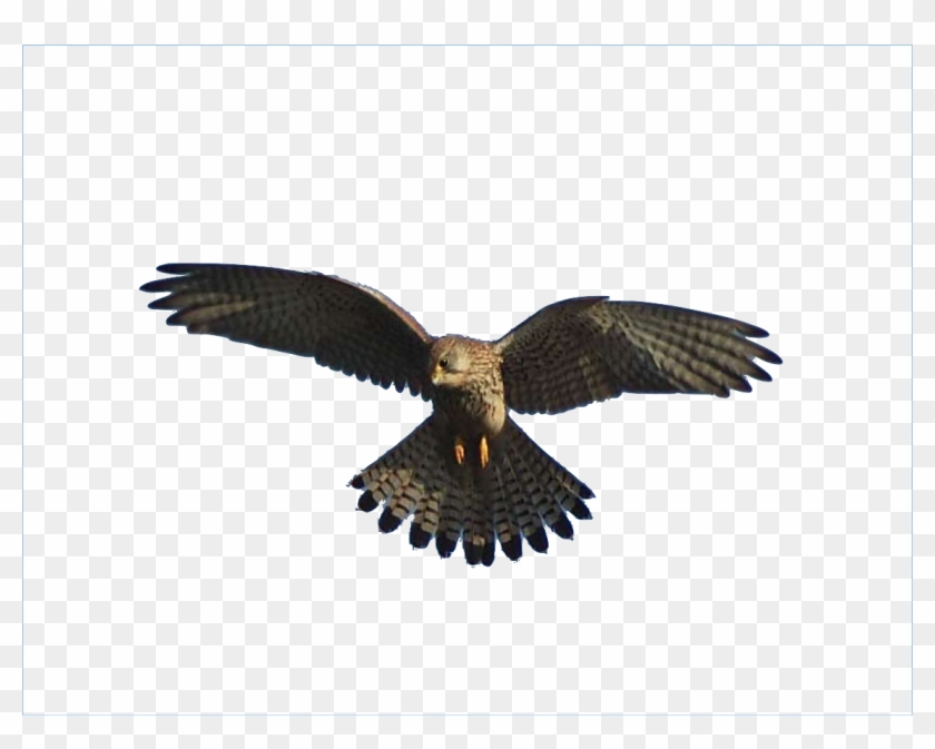 Falco - Falco Png, Transparent Png - 1139x859(#2663297) - PngFind