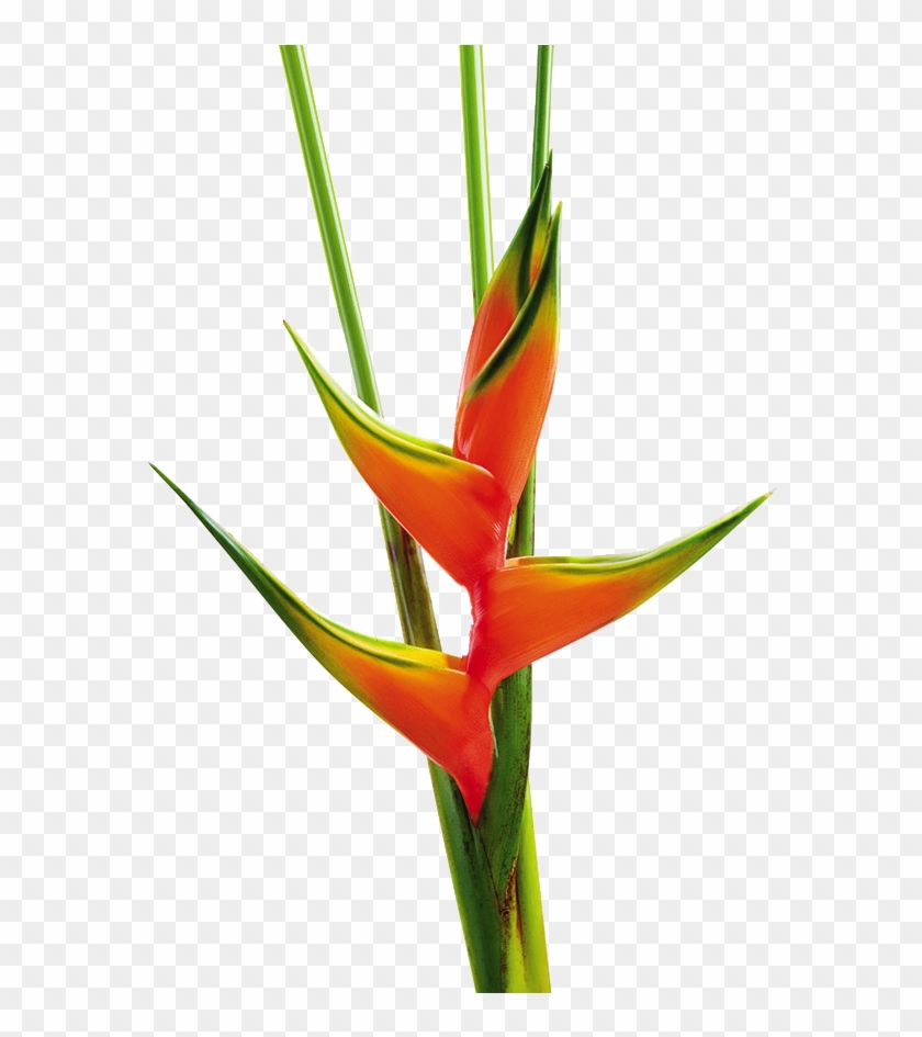 Drawing Orchid Flower Colombian - Lobster-claws, HD Png Download ...