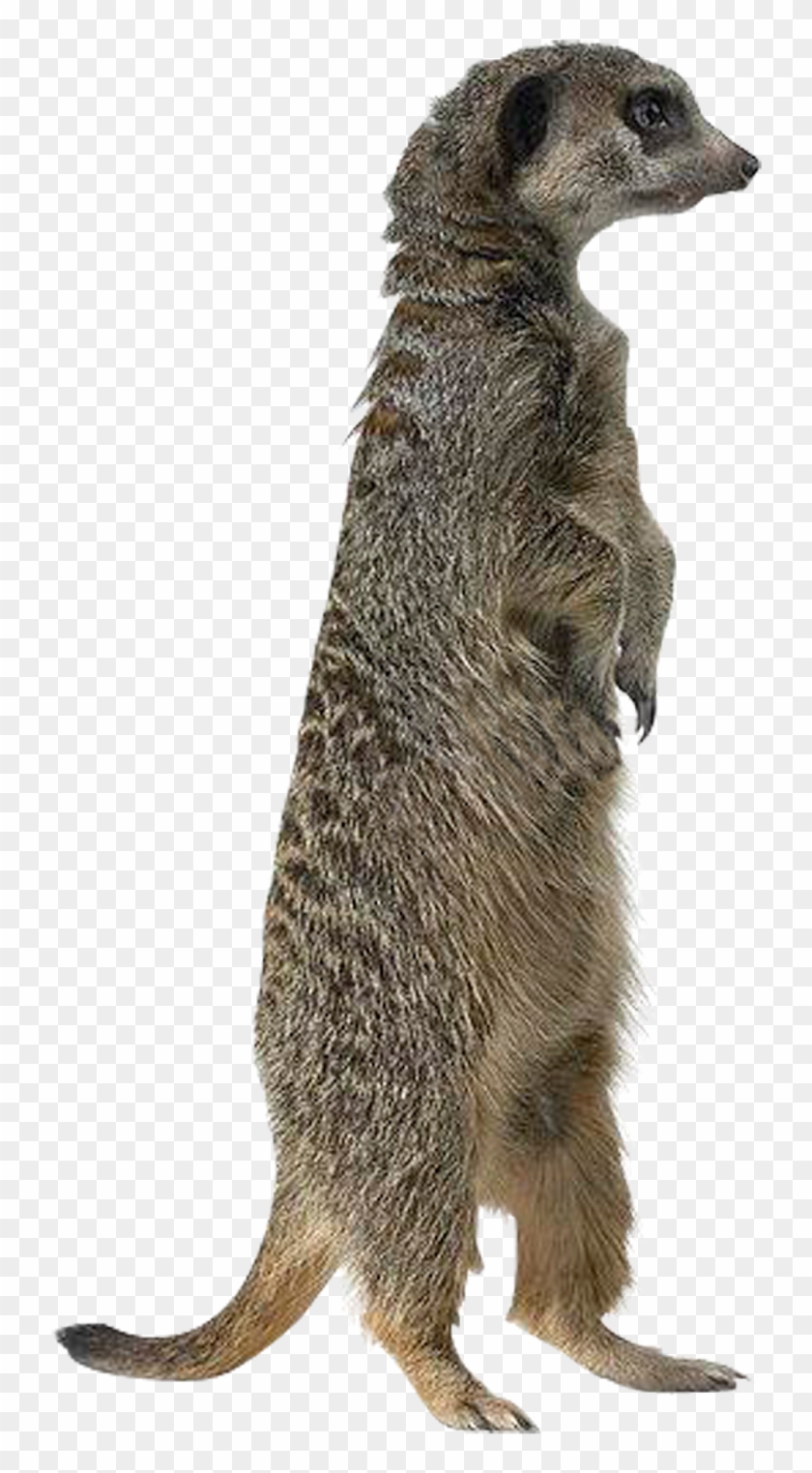 Fox Png Image - Mongoose Transparent Background, Png Download ...