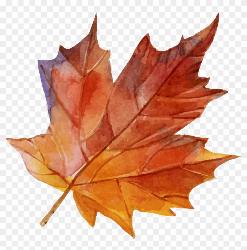 Download - Maple Leaf, HD Png Download - 2048x2048(#273377) - PngFind