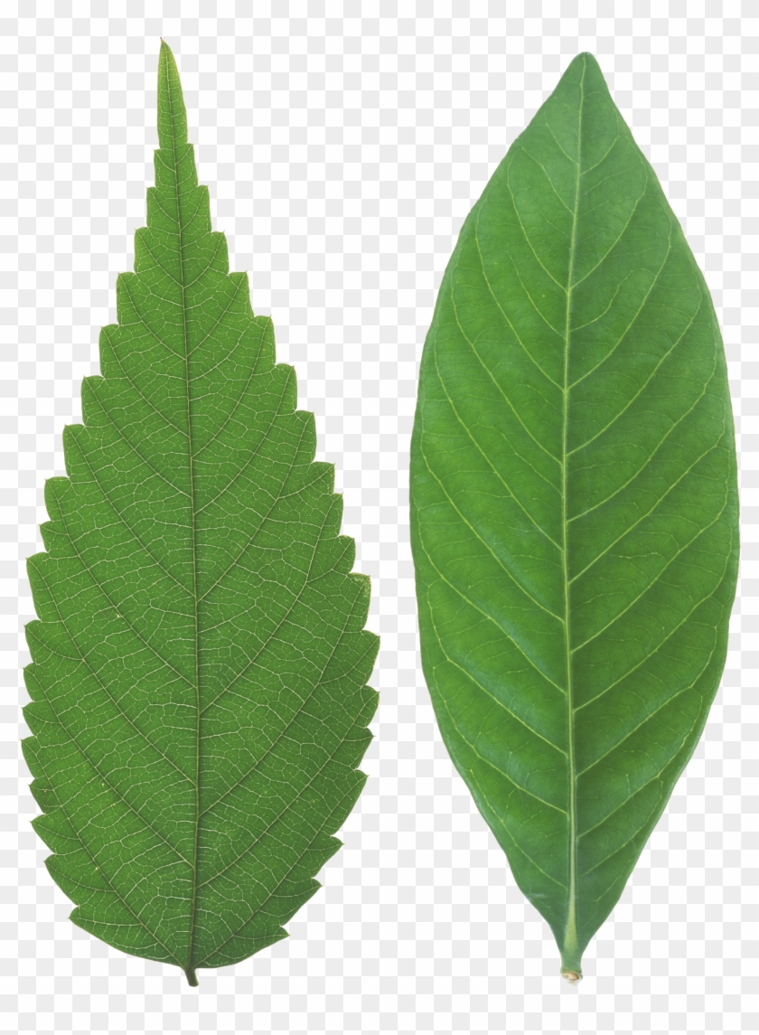 Leaf Texture Png