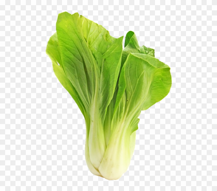 Pechay Clipart