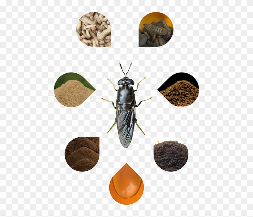 Bioconversion Derived Products - Entofood, HD Png Download - 482x642 ...
